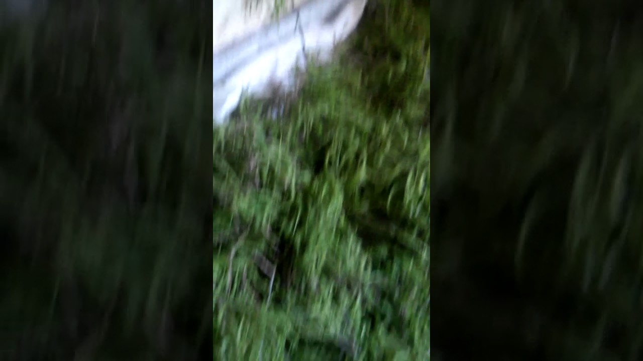 Cosechando temachaca - YouTube