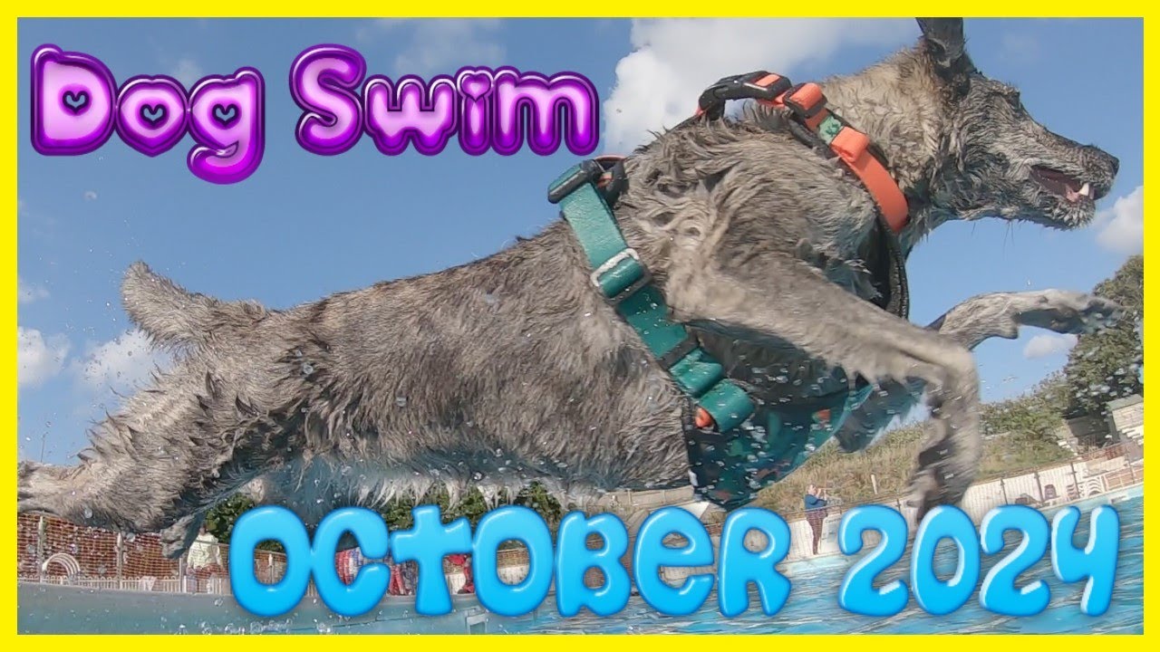Saltdean Lido Dog Swim 2024 With Bea - YouTube