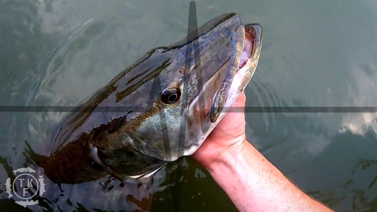 My Heart was PUMPING When this Fish Hit the Bait - YouTube