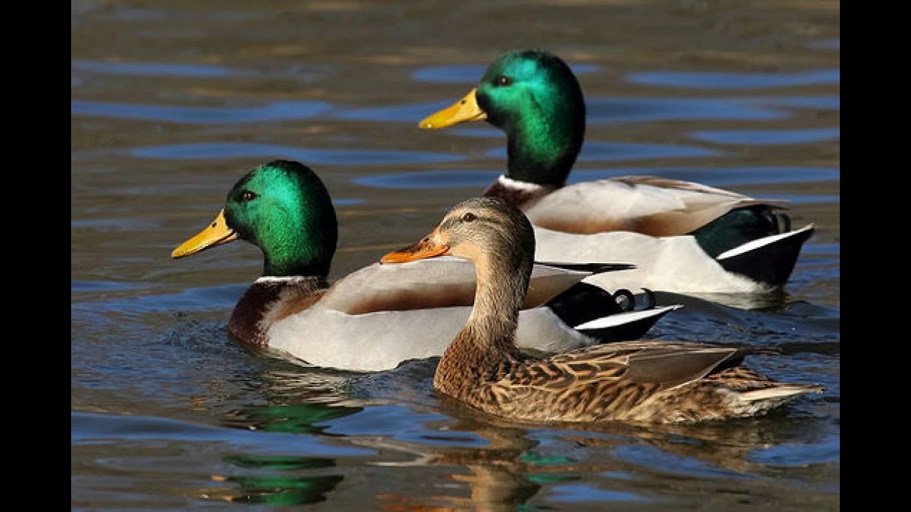 Christiane Legrand - Un canard coin coin coin - YouTube