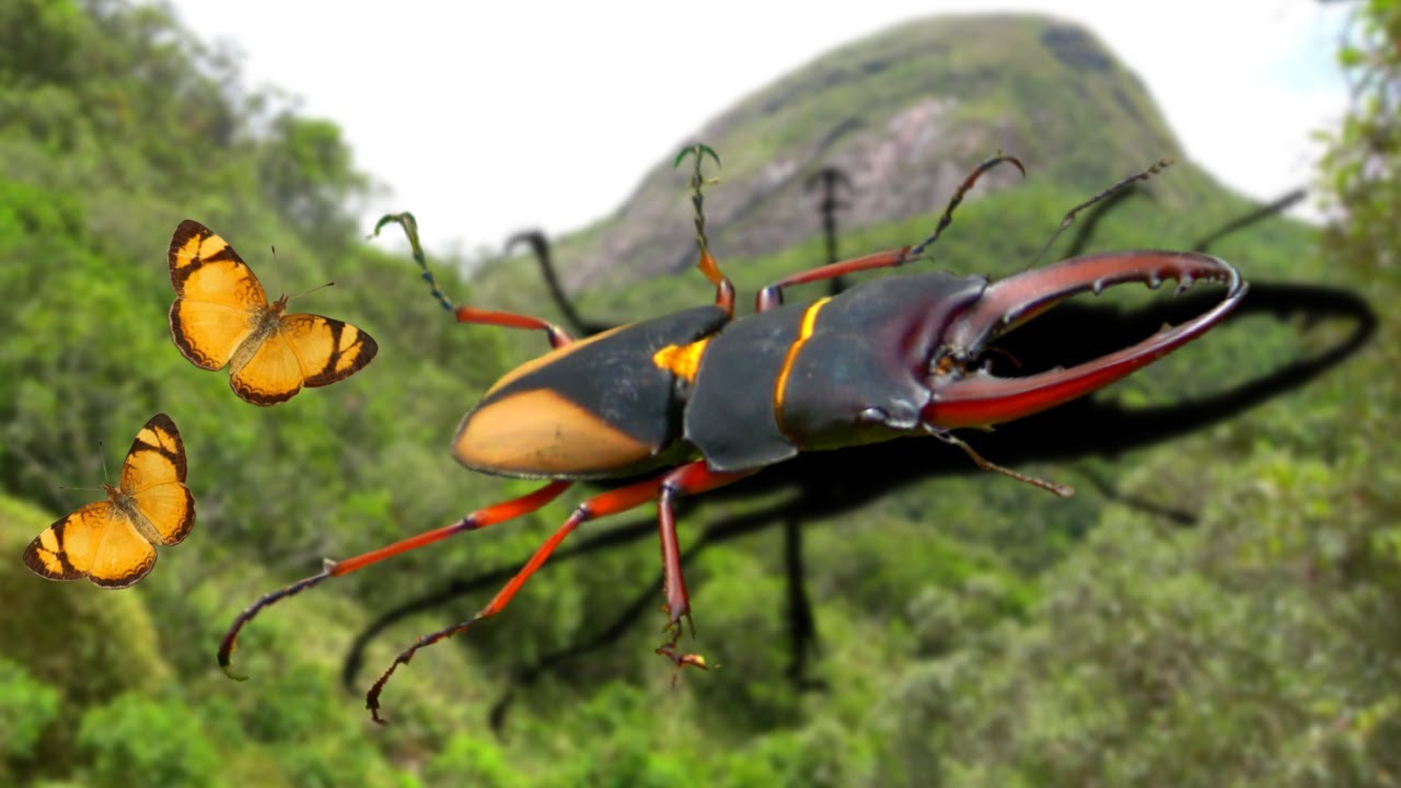 RARE Beetles & RARE Butterflies: SE Brazil Mountaintops [Pico da ...