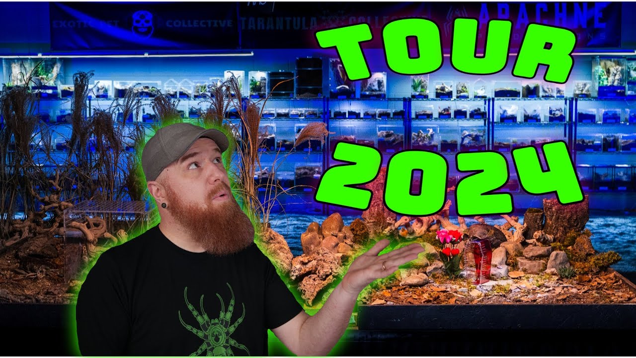 1st EVER Tarantula Video/Photo Studio! Tarantula Collective Tour 2024 ...