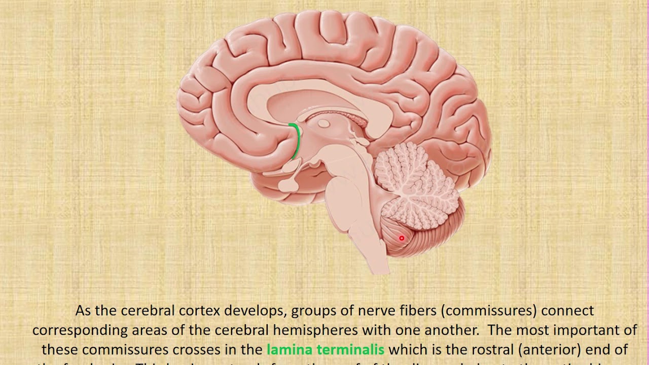 cerebral commissures meaning - YouTube