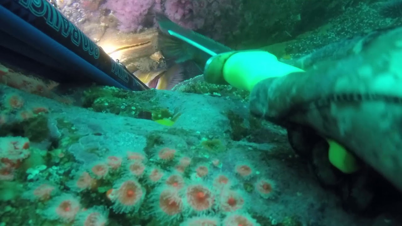 Scallop Diving on the Sonoma Coast California - YouTube