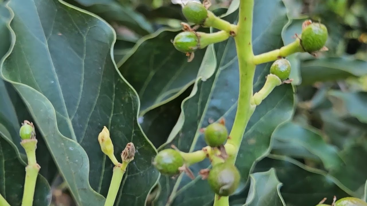 HAZ QUE TUS AGUACATES SE LLENEN DE FLORES Y FRUTO CON ESTE PODEROSO ...