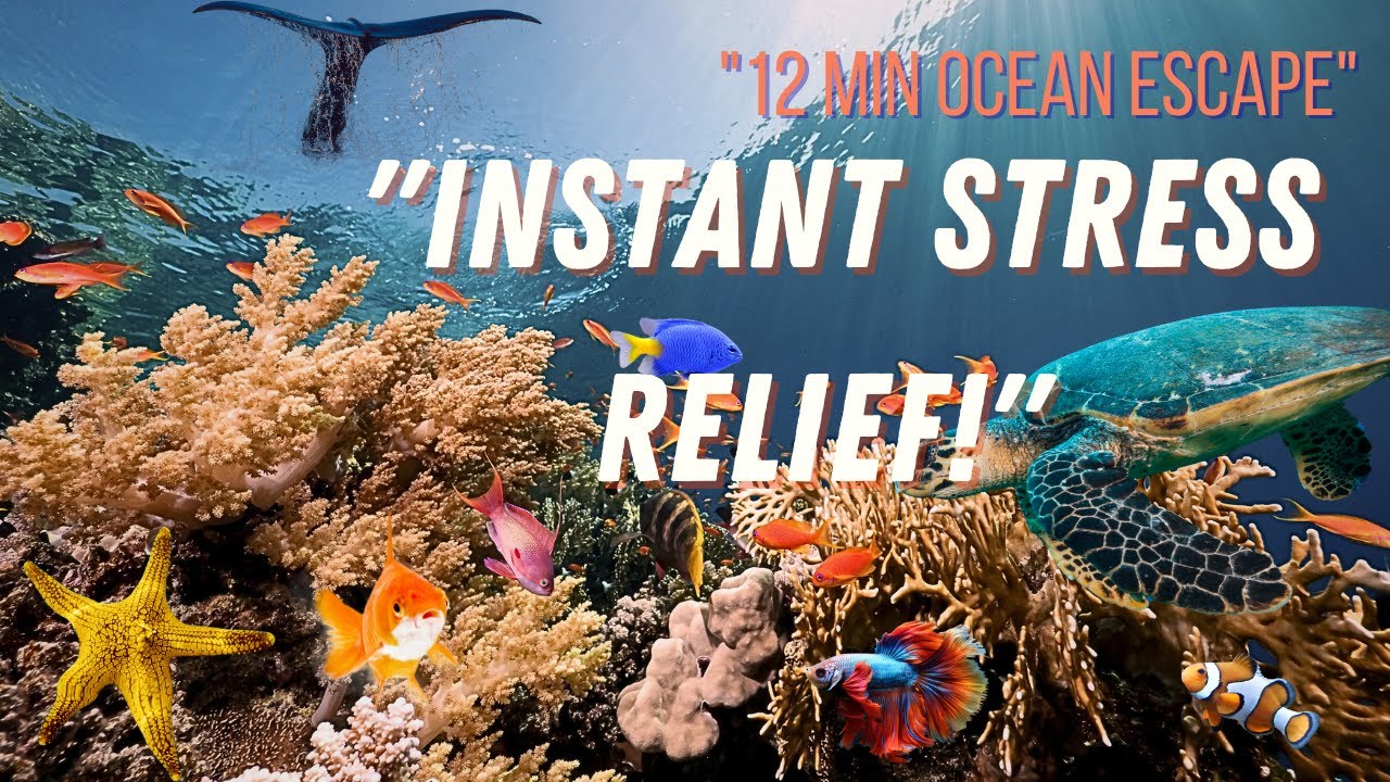 "12-Minute Underwater Escape 🐠 Colorful Fish Therapy for Stress ...