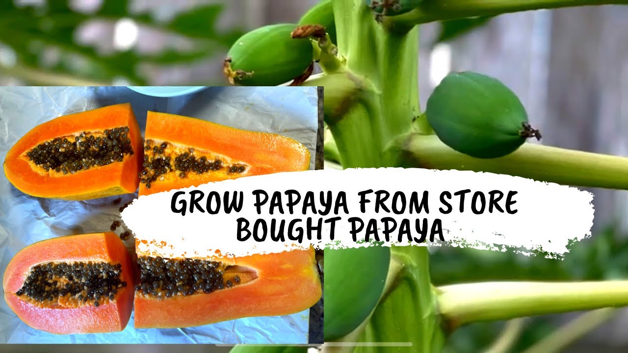 How to EASILY Germinate Papaya Seeds from Store Bought Papaya at Home ...
