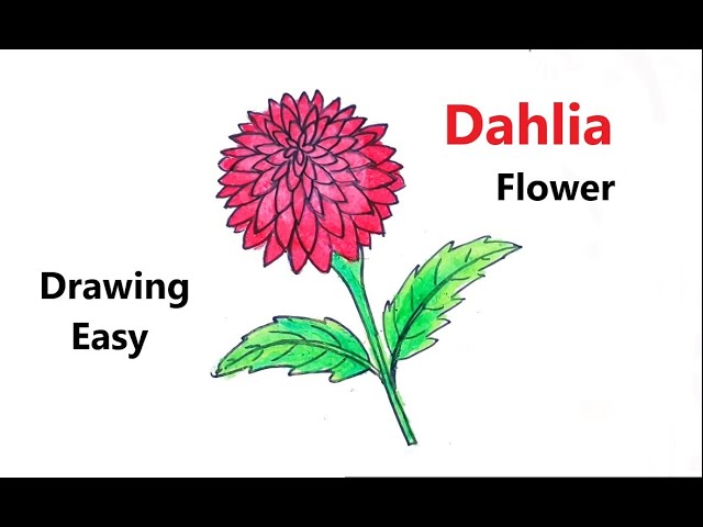 How To Draw A Dahlia