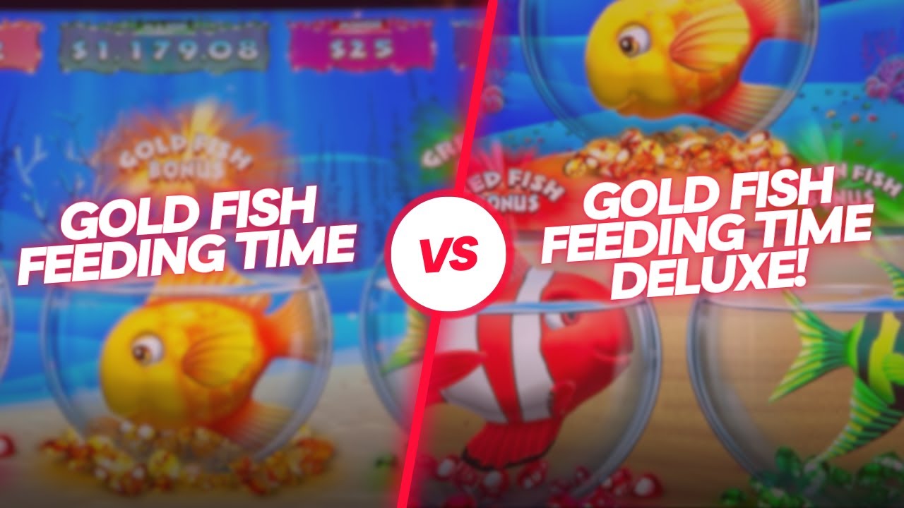 GOLD FISH FEEDING TIME VS. GOLD FISH FEEDING TIME DELUXE! - YouTube