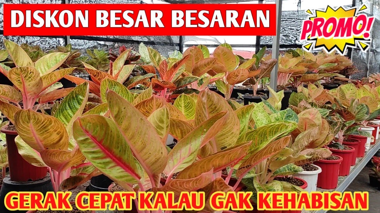 DISKON BESAR BESARAN‼️ GERAK CEPAT KALAU GAK KEHABISAN ~ 247 - YouTube
