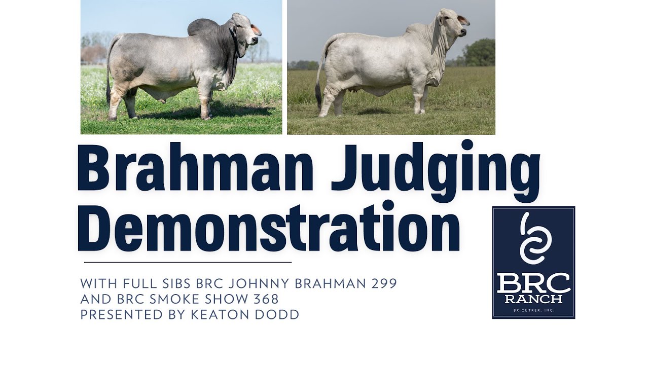 Brahman Catte Judging Demonstration - BRC Ranch - YouTube