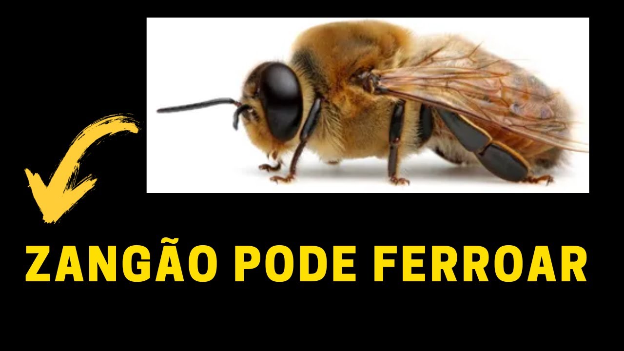 Zangão das ABELHAS Apis mellifera pode FERROAR (picar) - YouTube