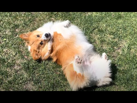 Corgi rolling in grass AGGRESSIVELY Pt. 3 - YouTube