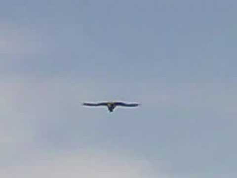 Pájaro planeando - YouTube