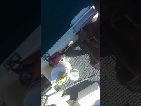 Kırlangıç avı 2