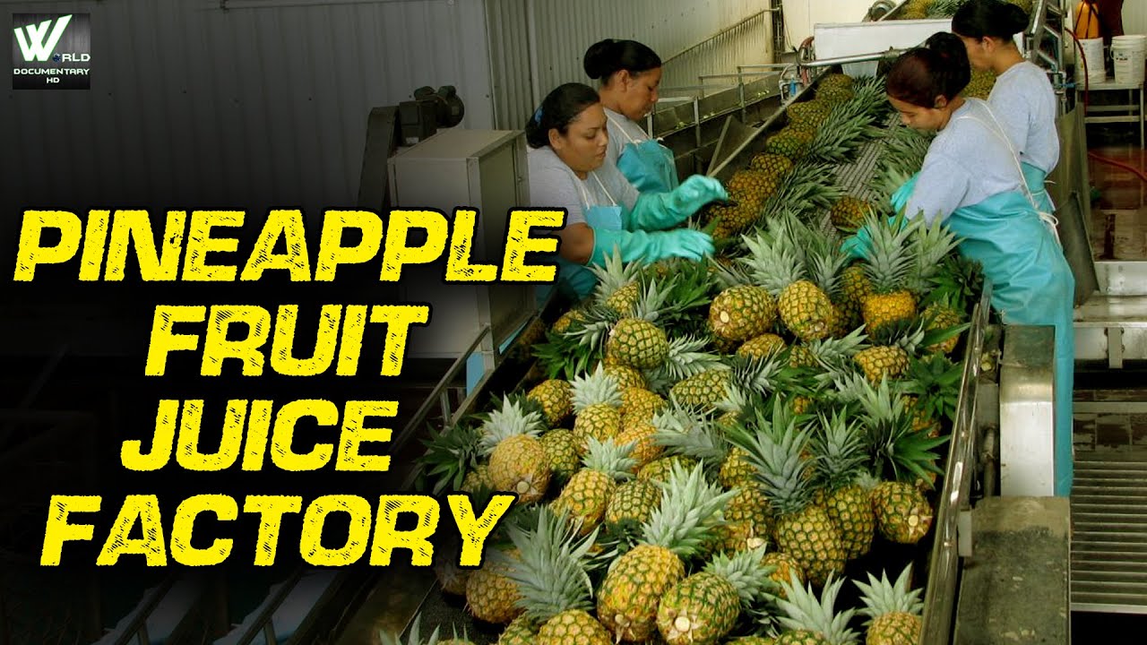 अनानास फलों का रस कारखाना - Pineapple Harvesting Production Line Technology - Documentary हिन्दी ...