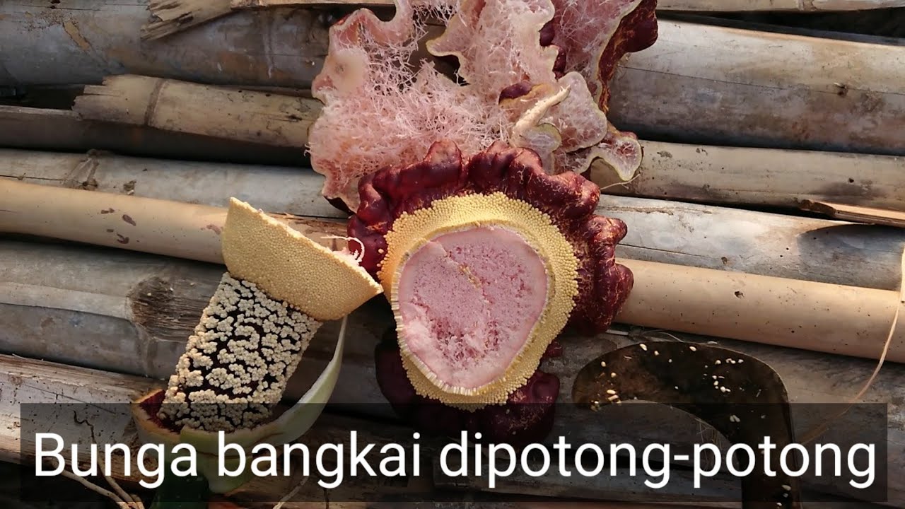 Penampakan bunga bangkai bunga suweg dipotong-potong - YouTube