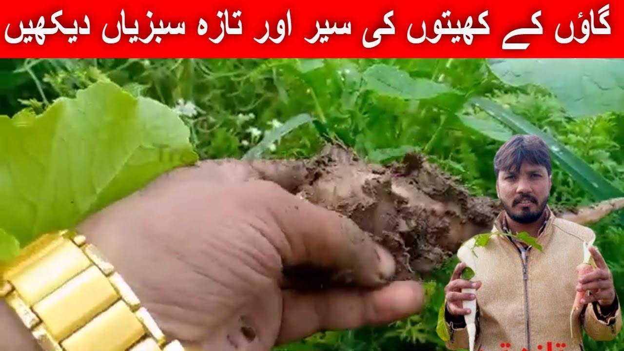 Visit to village farms | Fresh Vegetables Village | Village Field Trip ...