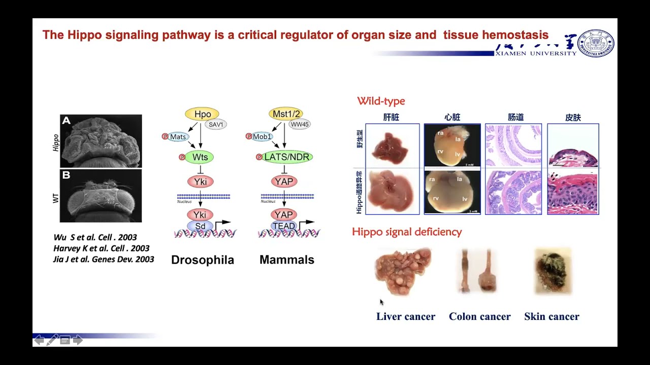 Function of Hippo Signalling in Macrophage and Host Antimicrobial ...