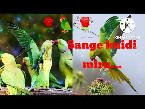 Bir disom sange matkom santali status video🌍🌎🌏🦜🦜🦜🌹🌹