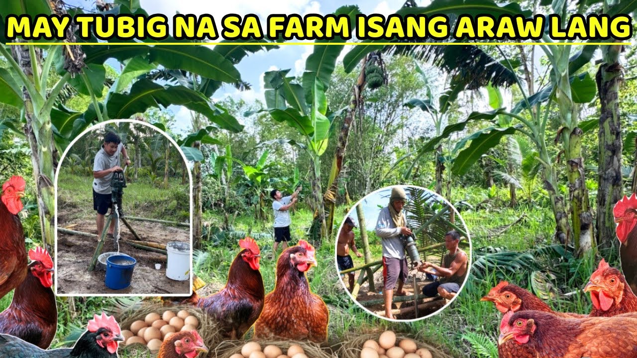 MAY TUBIG NA SA FARM ISANG ARAW LANG GINAWA - SAGING SABA MALINIS NA ...