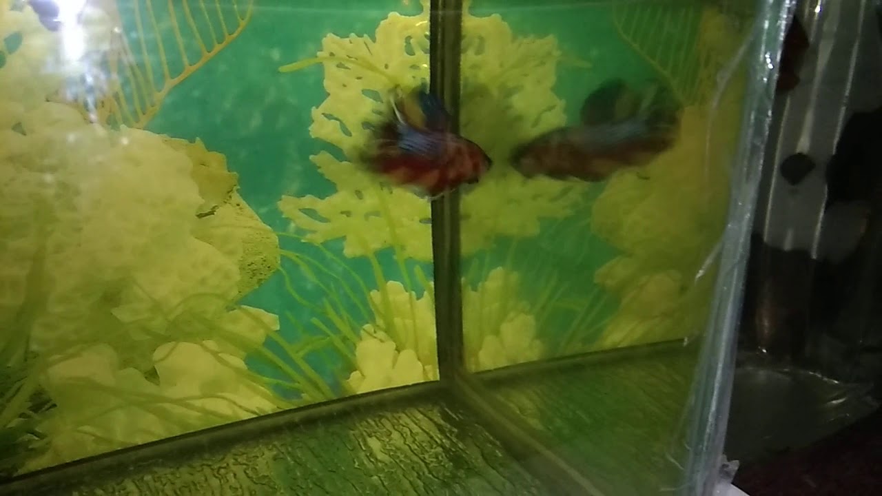 Giant Nemo multicolour - YouTube