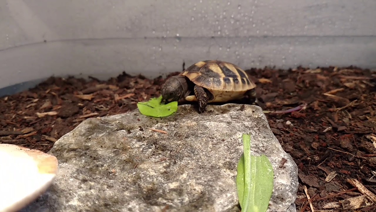 Baby Hermann's Tortoise - YouTube