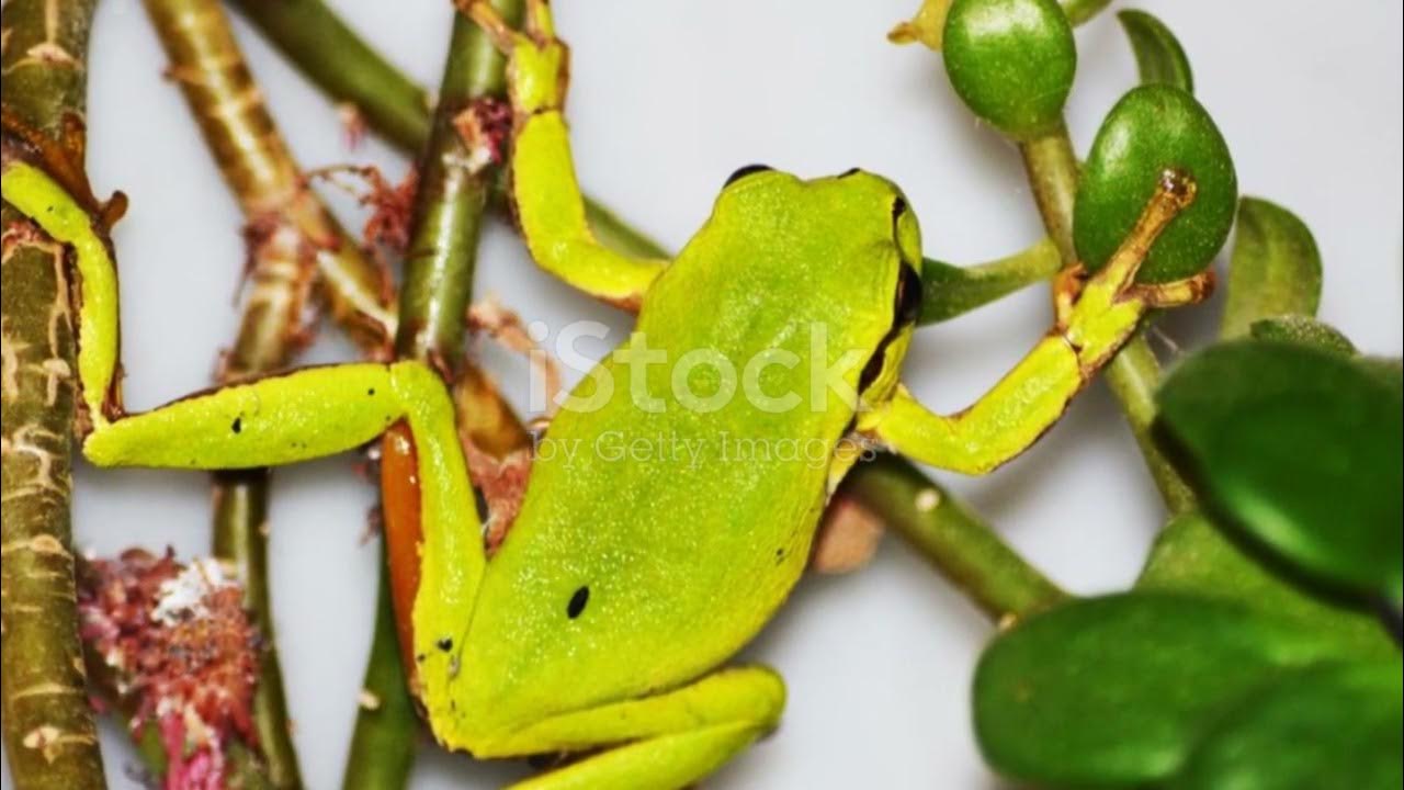 The Fascinating World of Frogs - YouTube