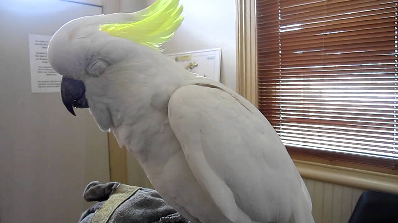 Cockatoo Sore One Eye Shut - YouTube