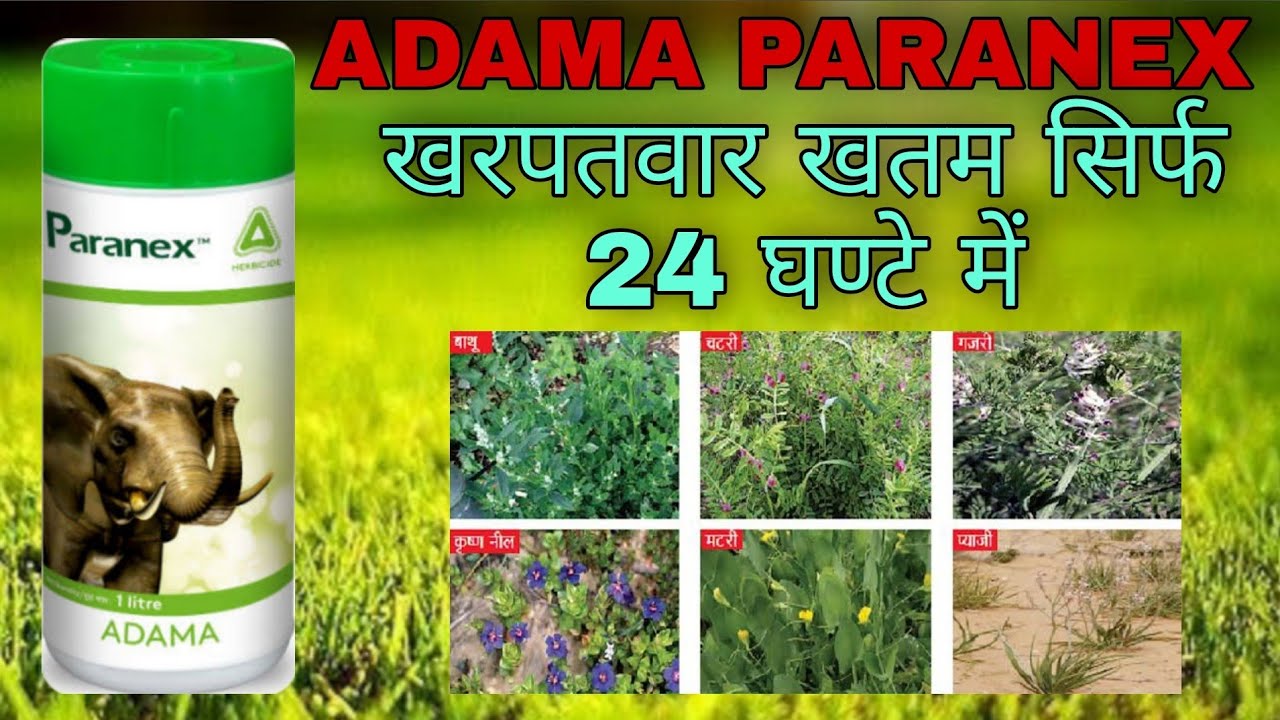 ADAMA PARANEX HERBICIDE बेस्ट खरपतवार नाशी Paraquat Dichloride 24% SL ...