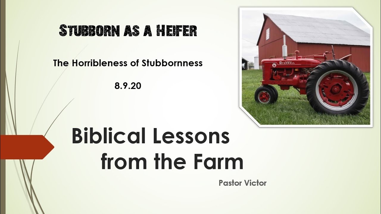 8.9.20 Stubborn as a Heifer #5 Lessons from the Farm Victor Boll - YouTube