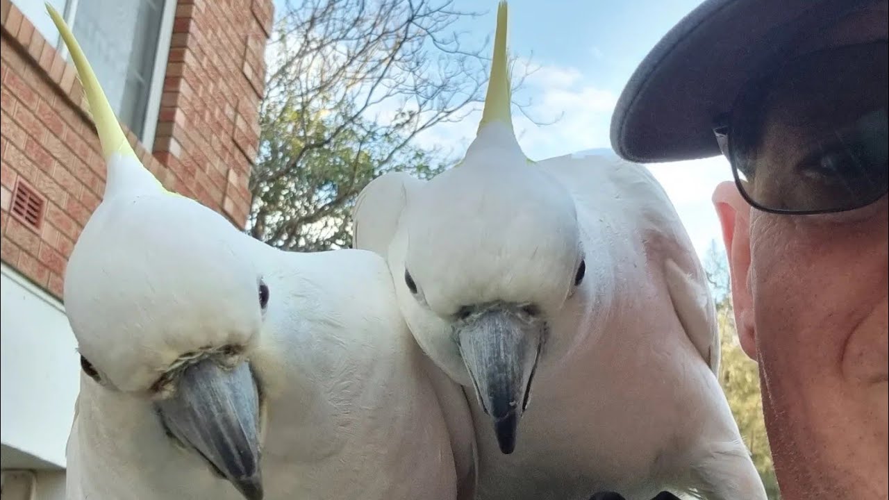 Bonus feast-fest for cheeky cockatoos - YouTube