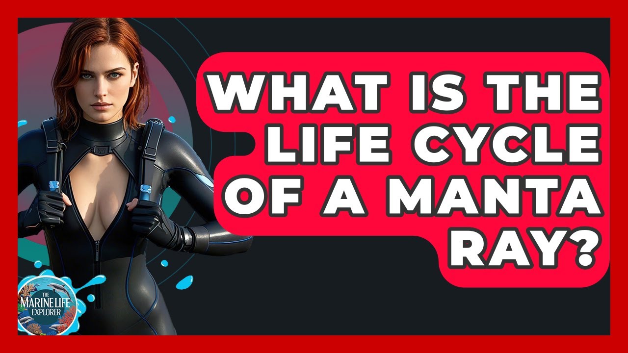What Is The Life Cycle Of A Manta Ray? - The Marine Life Explorer - YouTube