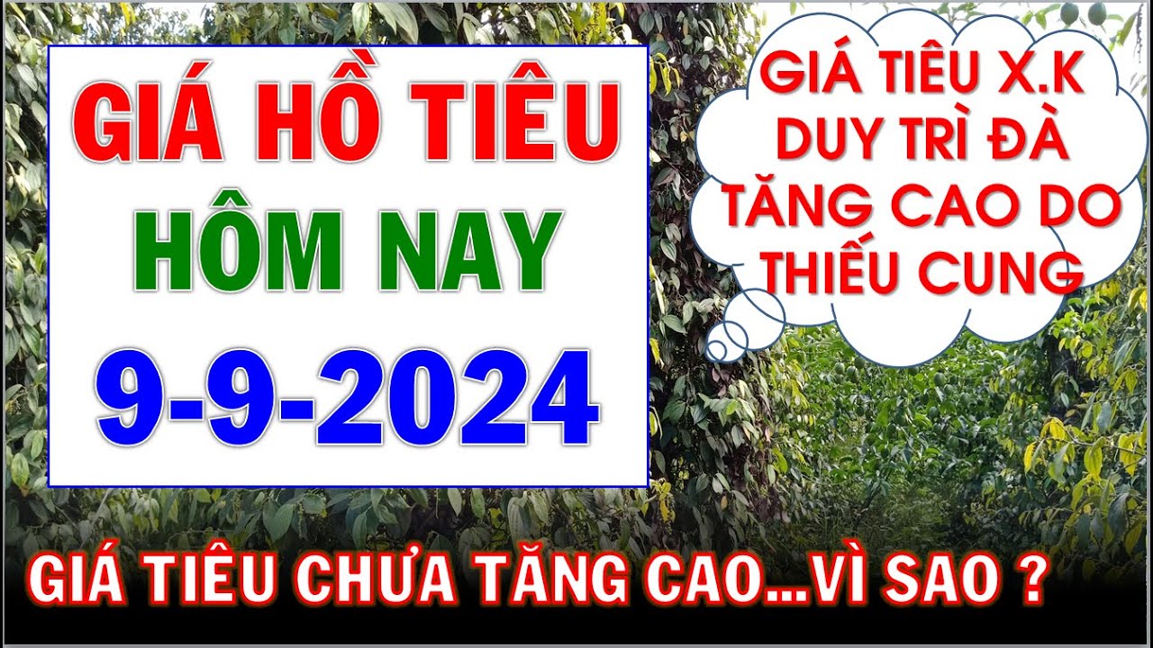 Giá Hồ tiêu hôm nay ngày 9/9/2024|Giá tiêu chưa thể bật tăng mạnh vì ...