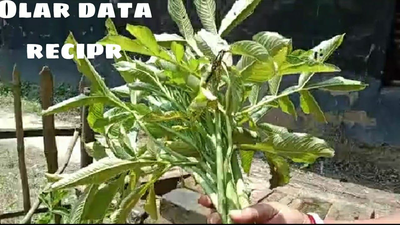 ওলের ডাটা রান্না ||Authentic bengali recipe Elephant Yam/Oal Kochu ...