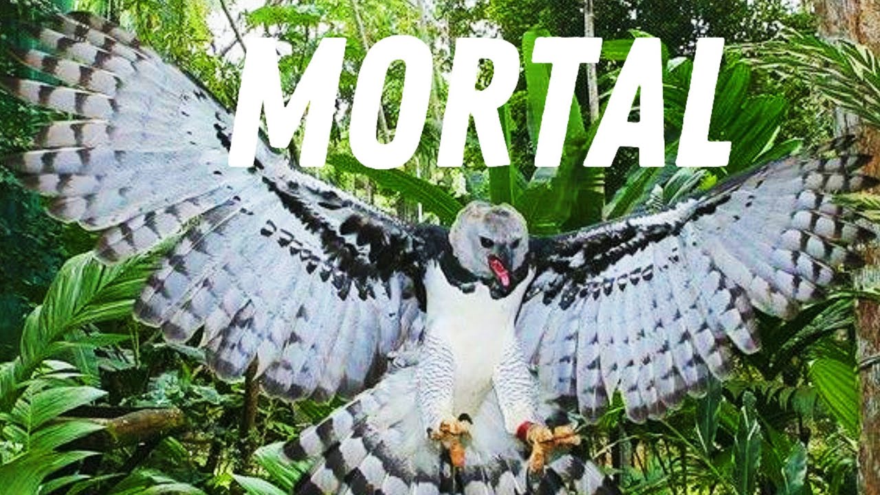 O monstro voador harpia - YouTube