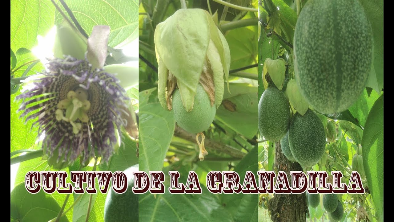 CULTIVO DE LA GRANADILLA - YouTube