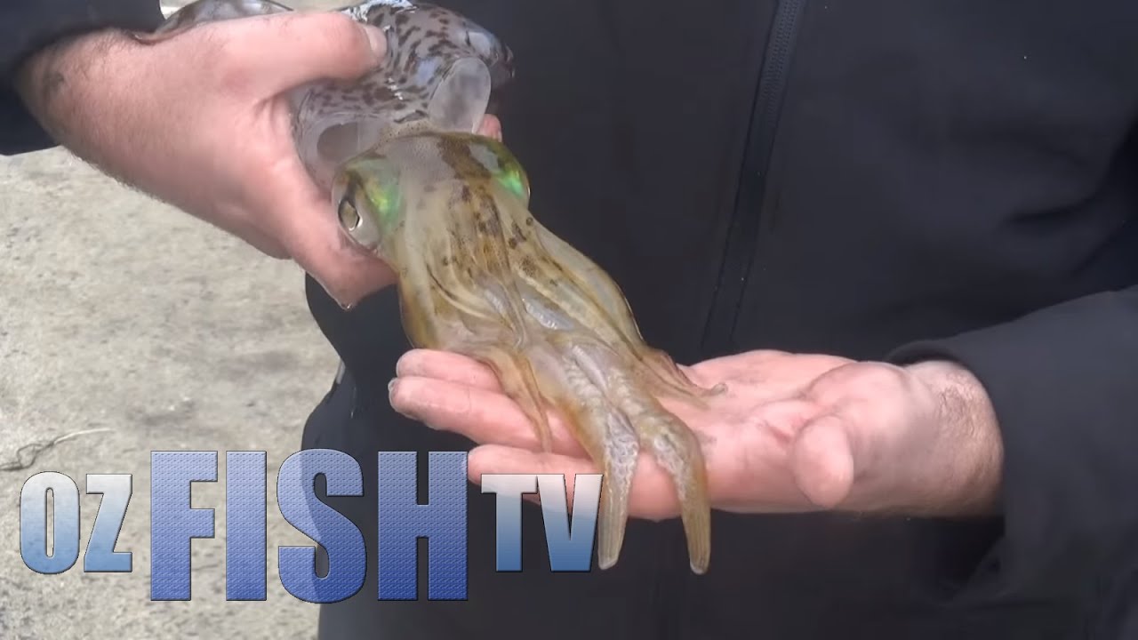 Oz Fish TV Season 2 Episode 6 - Shark and Ray Centre/Corinella Pier ...