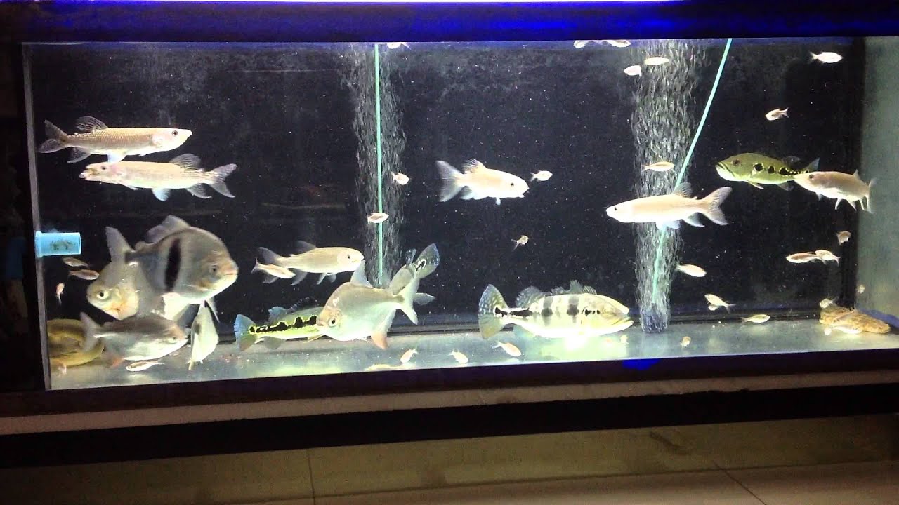 African pike feeding time - YouTube