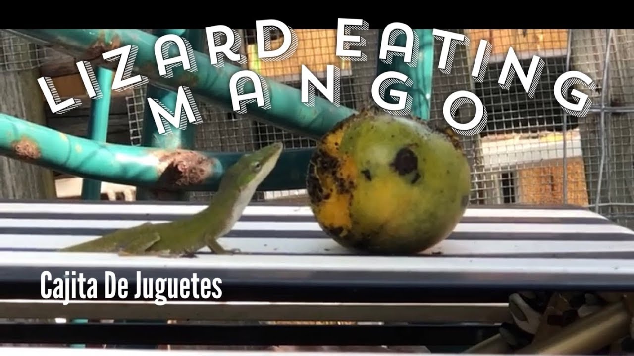 Lizard Eating Mango🦎🥭/ Lagartija Comiendo Mango🦎🥭 - YouTube