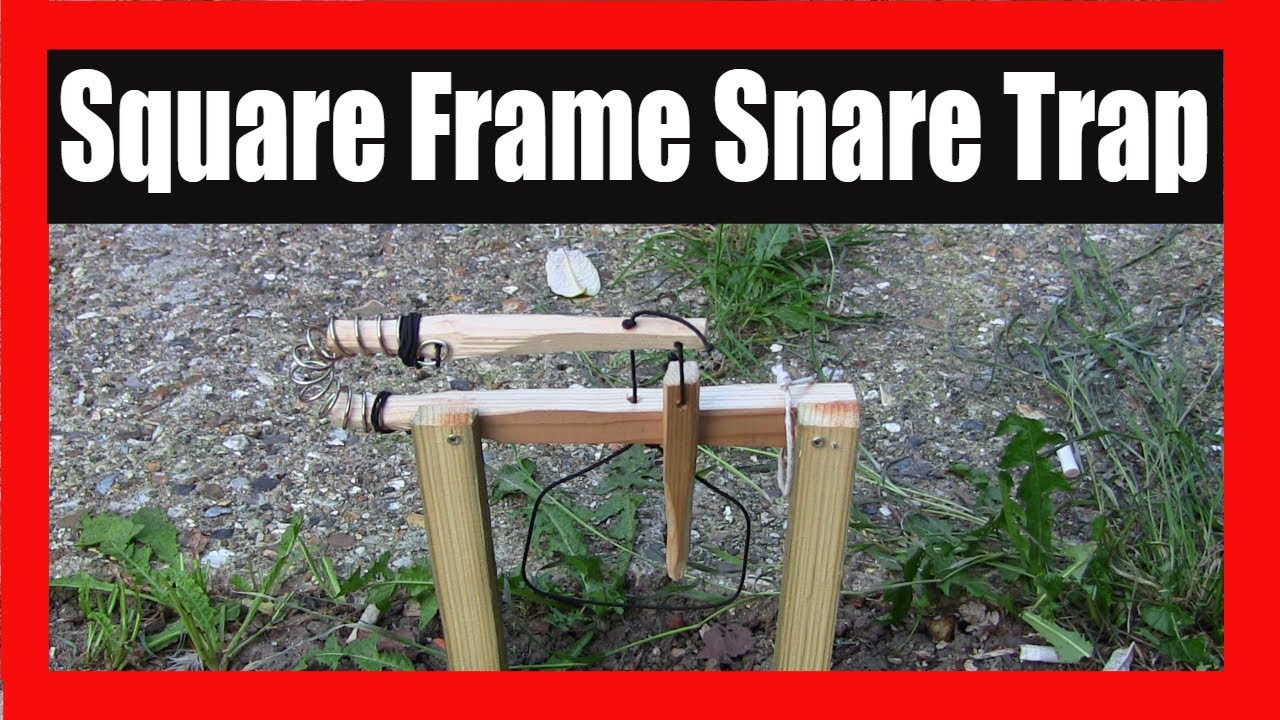 square frame snare trap - YouTube