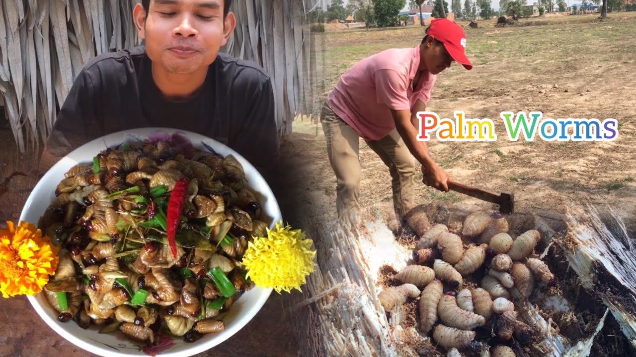 #yimmyyimmy Find Palm Worms larva and cooking to eat. - YouTube