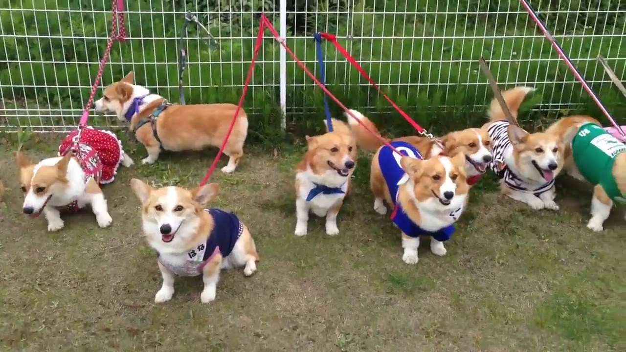 101匹コーギー corgi party - YouTube