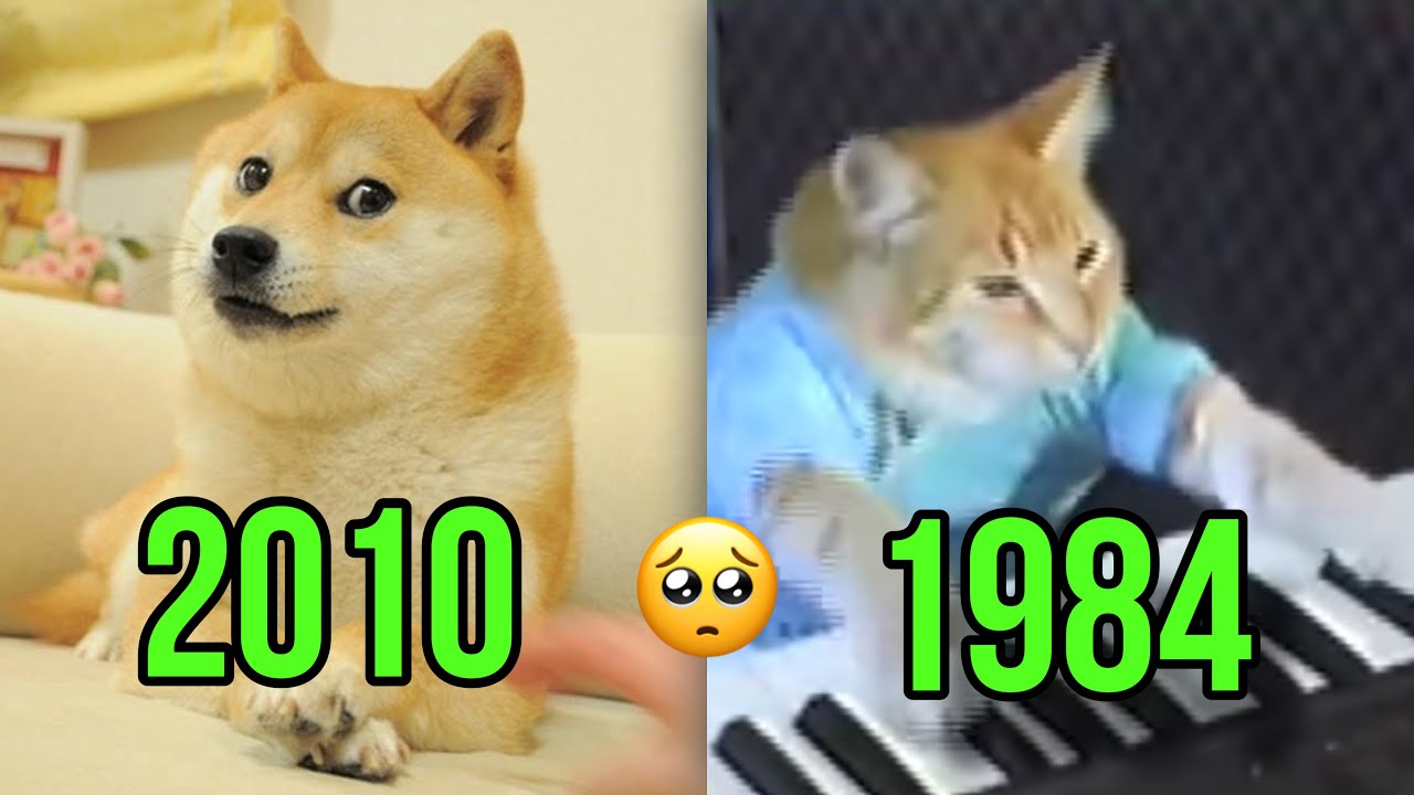 Cat and Dog Famous Memes That Died 🕊️💔 - YouTube