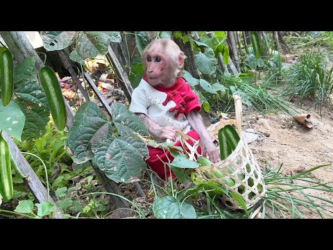 Bibi Discovered a Cucumber Garden and Harvest!