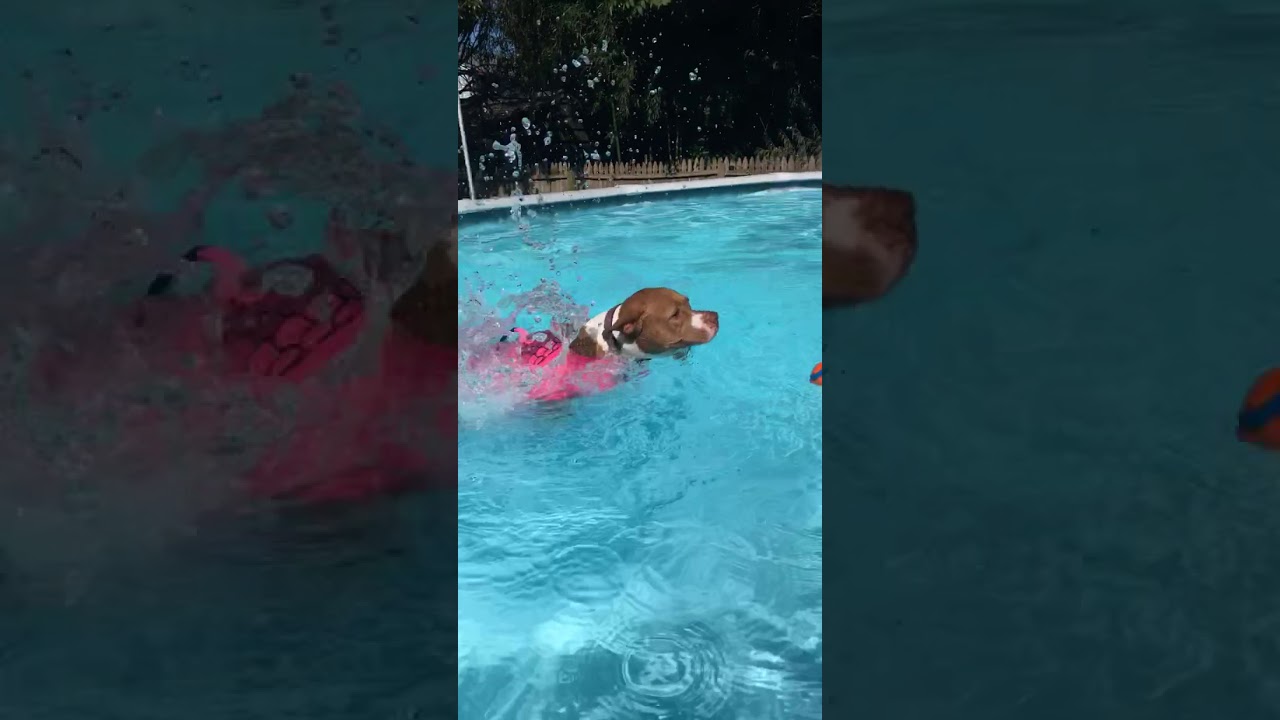 ginger swimming - YouTube