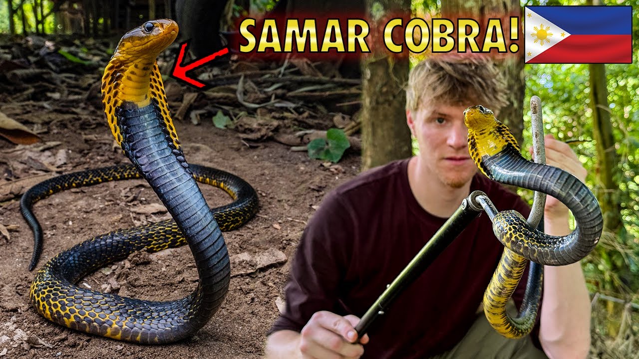 Catching the MOST DEADLY COBRA in The Philippines! - YouTube