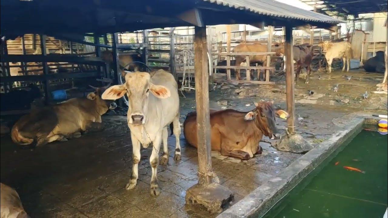penang vlog!!Cow Farm Tour in batu maung!!malaysia - YouTube