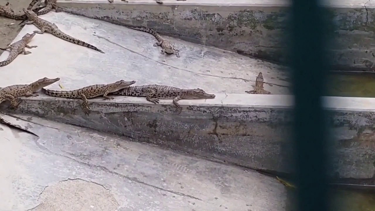 Pathar Pratima crocodile Project ll Haldia to 24PGS 2nd day ll - YouTube