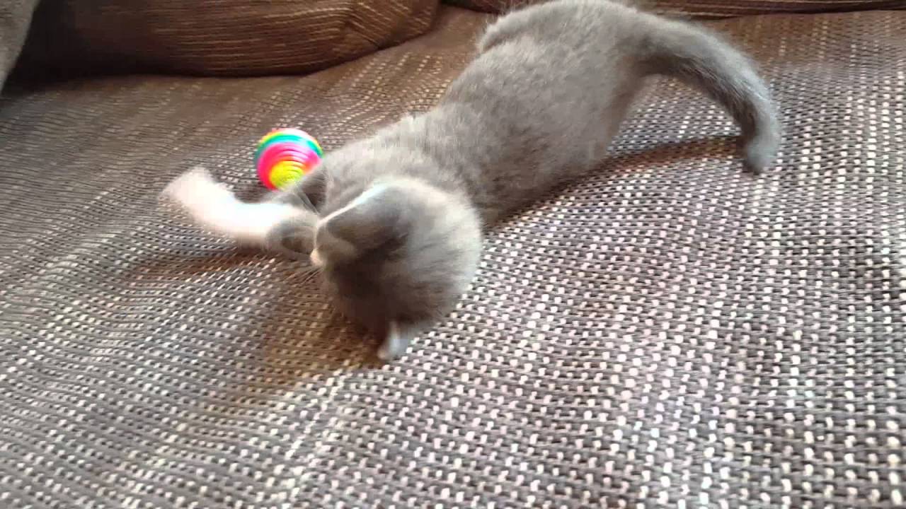 Mini the cat - YouTube